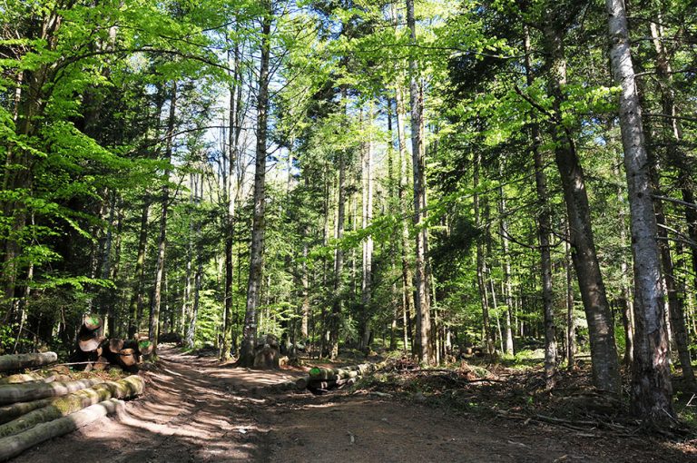 Un week-end dans le Hohwald en Alsace (que faire, idées de randonnées)