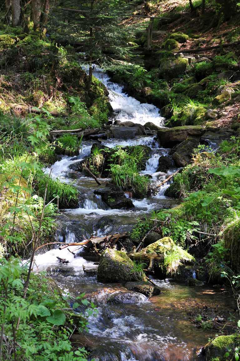 Un week-end dans le Hohwald en Alsace (que faire, idées de randonnées)