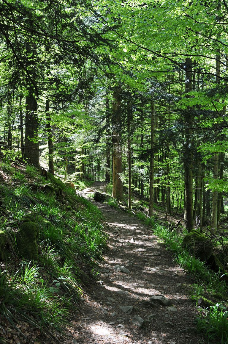 Un week-end dans le Hohwald en Alsace (que faire, idées de randonnées)