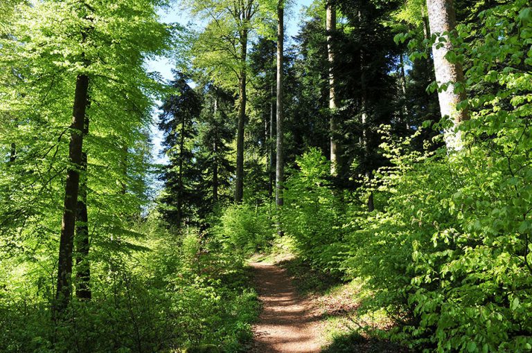 Un week-end dans le Hohwald en Alsace (que faire, idées de randonnées)