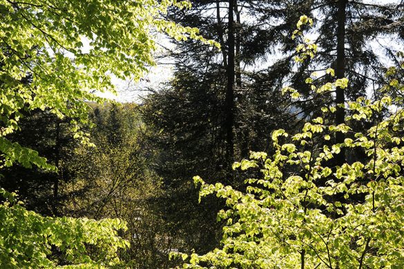 Un week-end dans le Hohwald en Alsace (que faire, idées de randonnées)