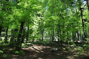 Un week-end dans le Hohwald en Alsace (que faire, idées de randonnées)