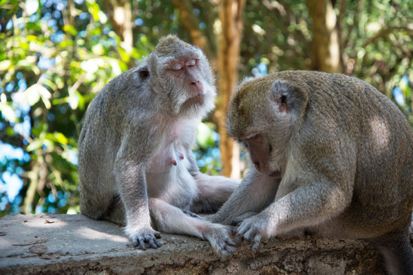 3 semaines à Bali: conseils, itinéraire, budget, que faire, se déplacer